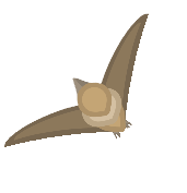 Pteranodon | Dinorr.fun Wiki | Fandom