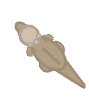 Pachycephalosaurus | Dinorr.fun Wiki | Fandom