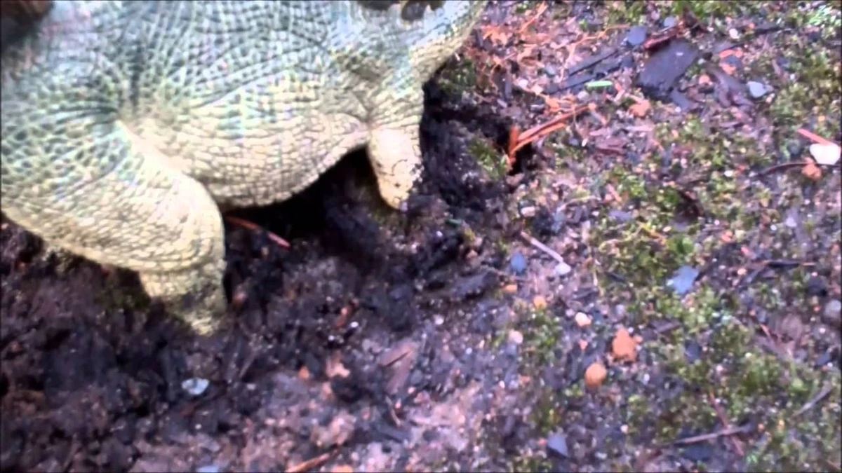 Gory Battles | Dinosaur Island Wikia | Fandom
