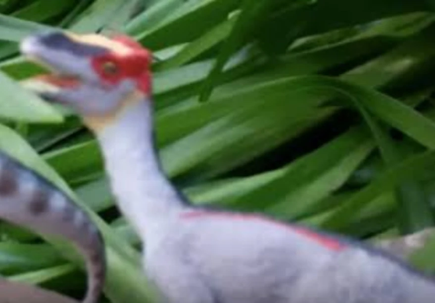 Dongi | Dinosaur Island Wikia | Fandom