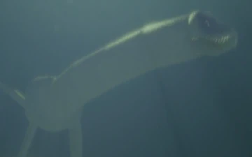 Hydrotherosaurus