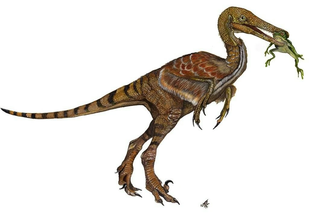 Buitreraptor