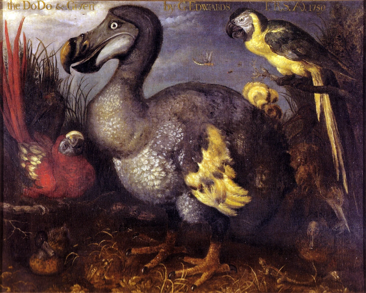 Dodo | Dinosaur Pedia Wikia | Fandom