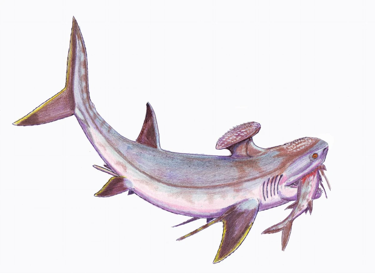 Stethacanthus | Dinosaur Pedia Wikia | Fandom