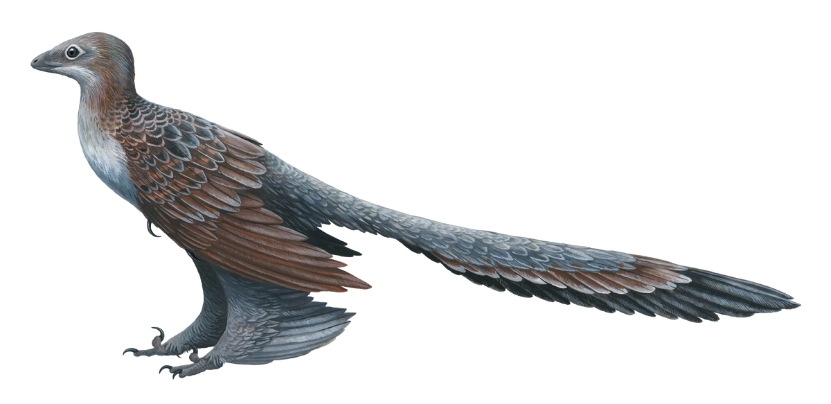 Changyuraptor | Dinosaur Pedia Wikia | Fandom
