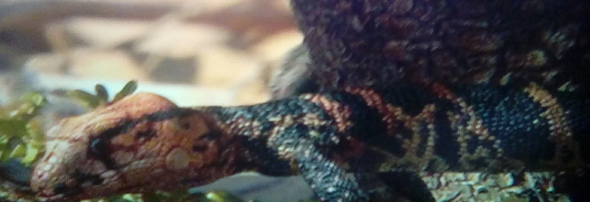 Lizard | Dinosaur Planet Wiki | Fandom