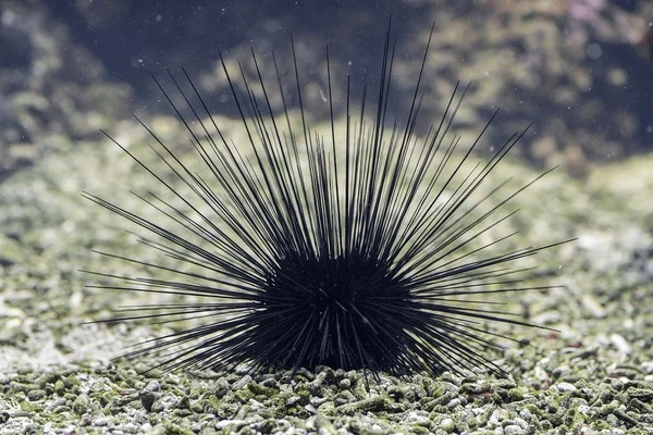 SCP 340 DE | Dinosaur train fanon Wikia | Fandom