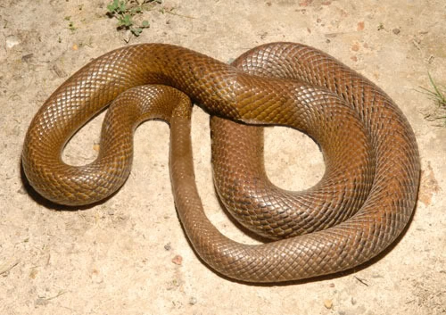 SCP 2584 | Dinosaur train fanon Wikia | Fandom