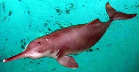 The dinosaur train submarine: Baiji | Dinosaur train fanon Wikia | Fandom