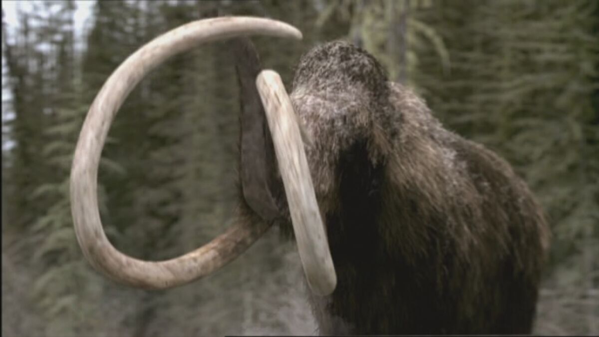Woolly Mammoth | Dinosaur World Wikia | Fandom Woolly Mammoth | Dinosaur World Wikia | Fandom