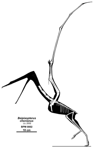 Beipiaopterus | Dinosaurier Wiki | Fandom