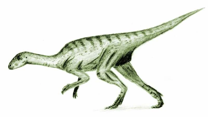 Agilisaurus | Dinosaurier Wiki | Fandom