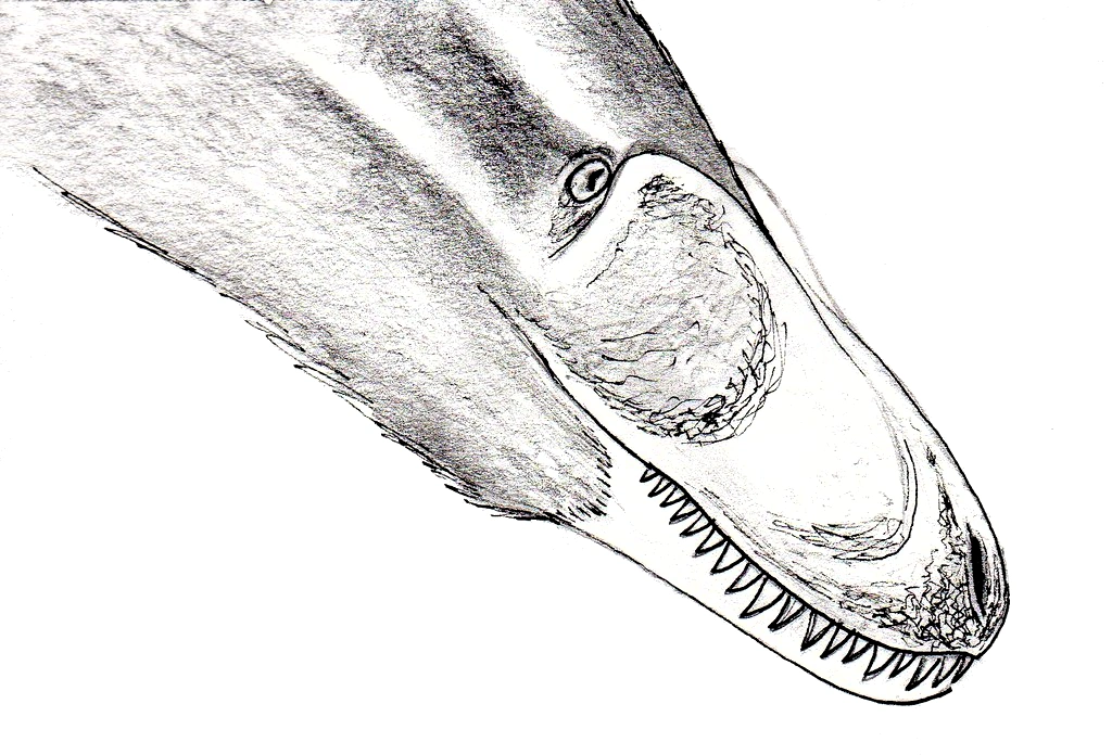 Timurlengia | Dinosaurier Wiki | Fandom