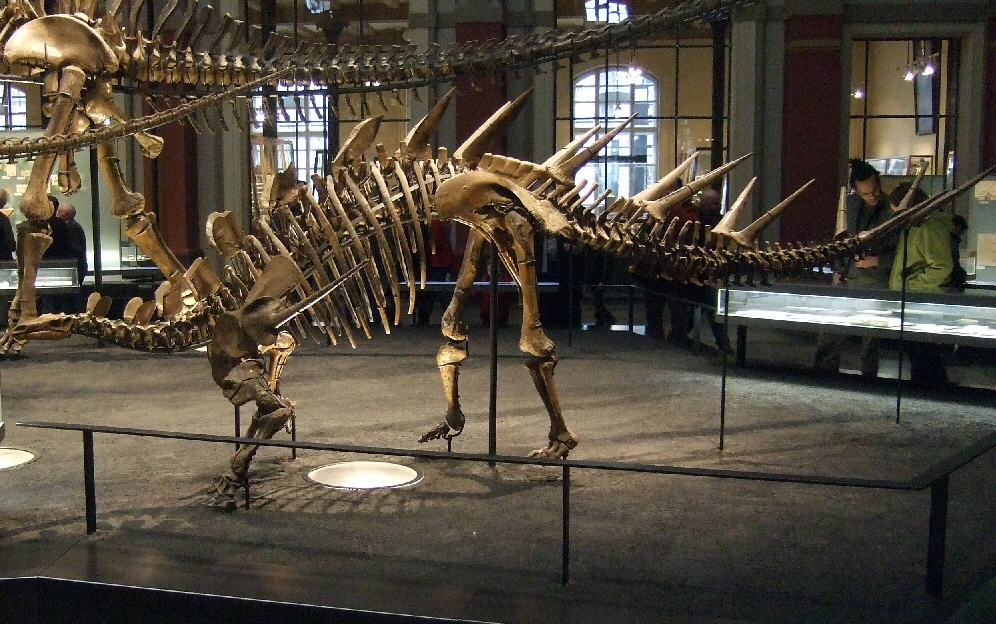 Kentrosaurus Dinosaur Wiki Fandom
