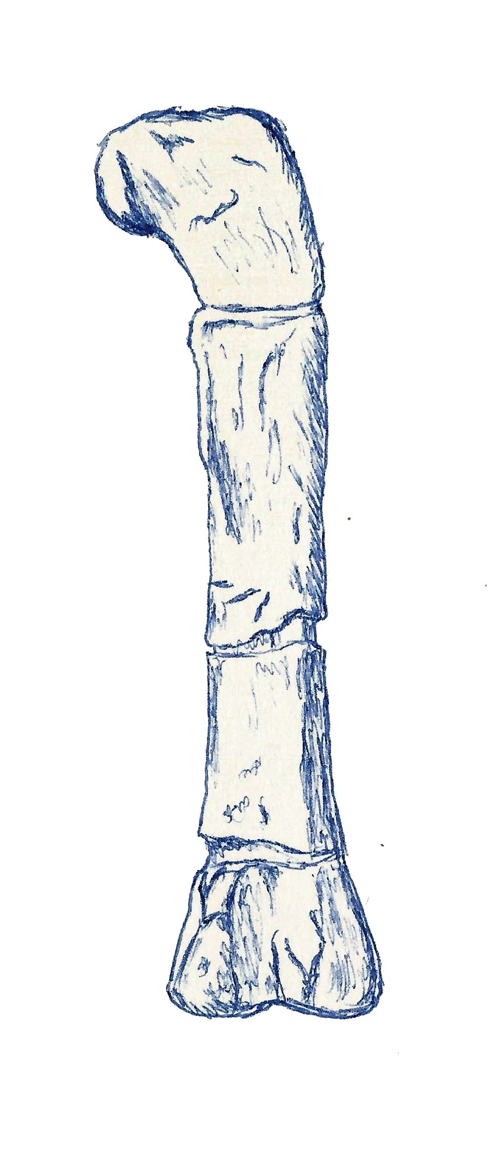 Erectopus | Dinosaurier Wiki | Fandom