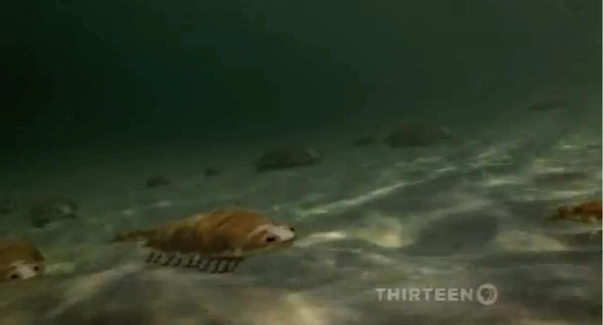 Kalbarria | Dinosaur Alive Wiki | Fandom