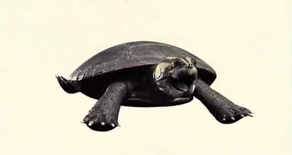 Carbonemys Dinosaur Alive Wiki Fandom