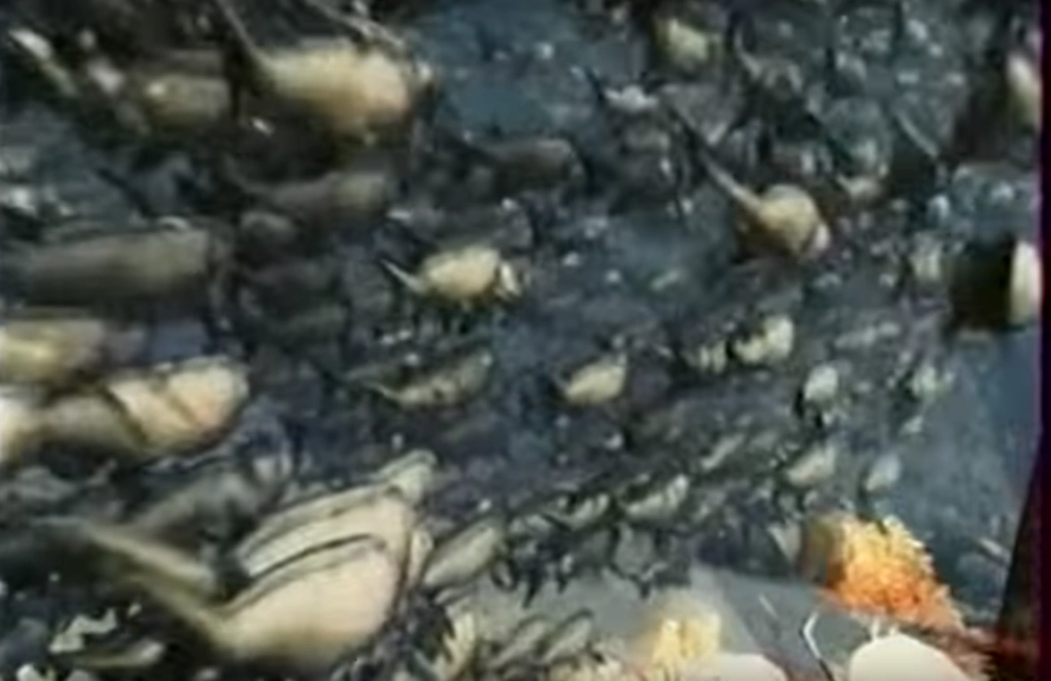 Cheirolepis | Dinosaur Alive Wiki | Fandom