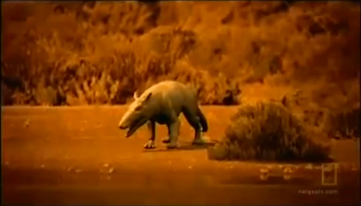 Pakicetus | Dinosaur Alive Wiki | Fandom