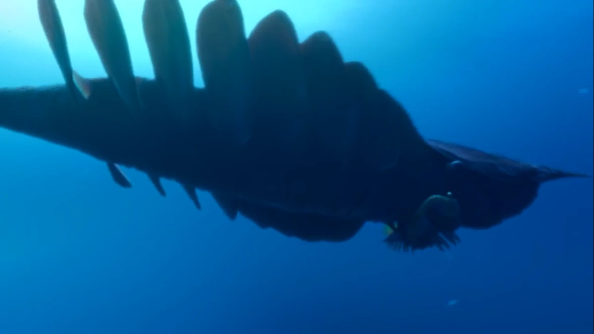 Hurdia | Dinosaur Alive Wiki | Fandom