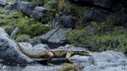 Prolaserta | Dinosaur Alive Wiki | Fandom