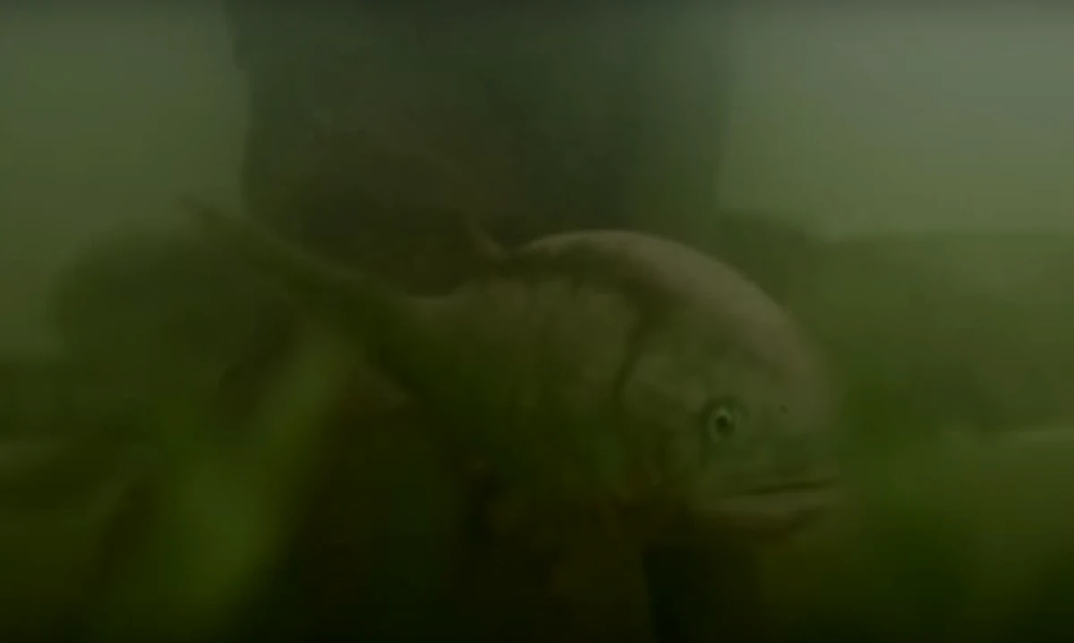 Paramblypterus | Dinosaur Alive Wiki | Fandom