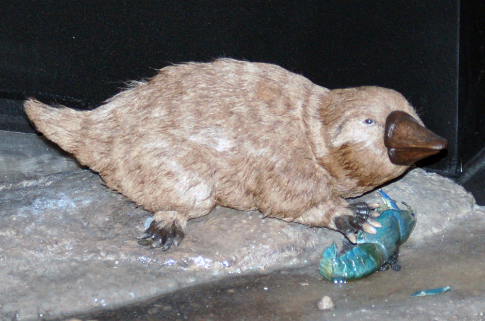 Steropodon | Dinosaur Alive Wiki | Fandom