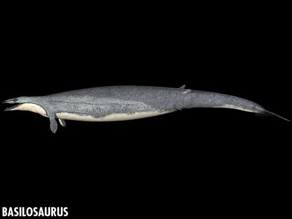 Basilosaurus | Dinosaur Alive Wiki | Fandom