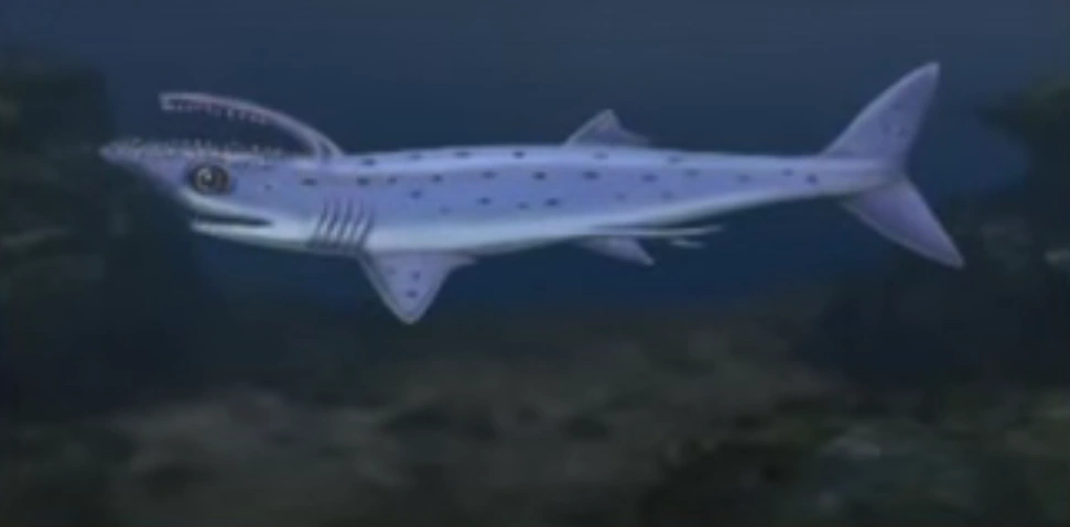 Falcatus Shark