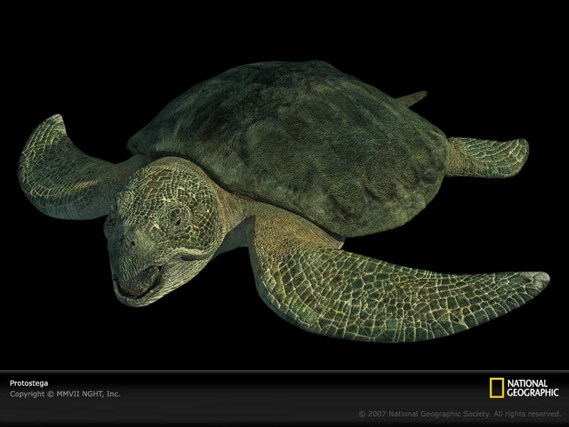Protostega | Dinosaur Alive Wiki | Fandom