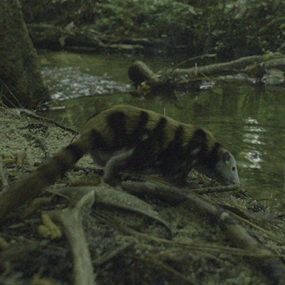 Eomaia | Dinosaur Alive Wiki | Fandom