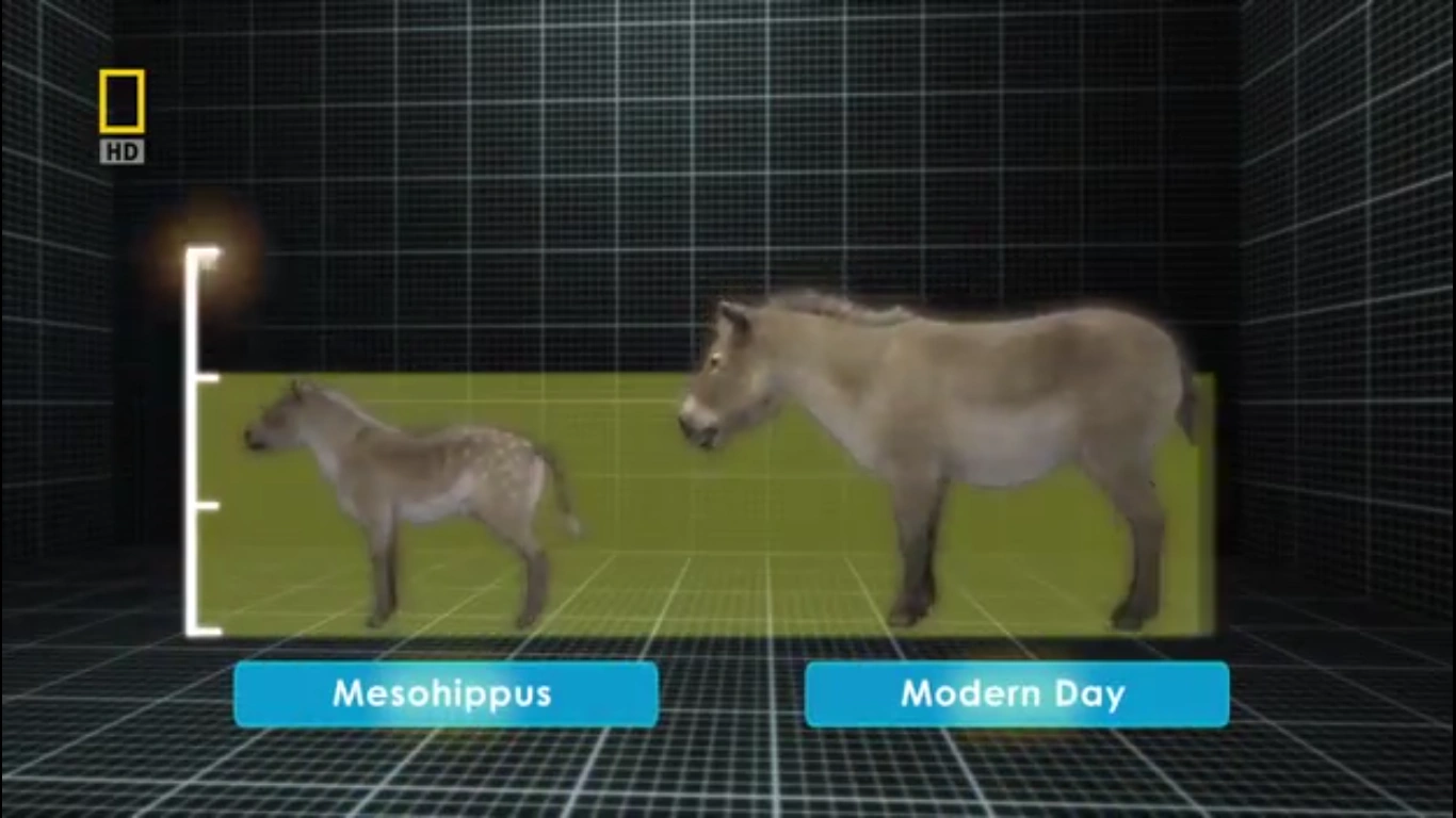 Mesohippus Size