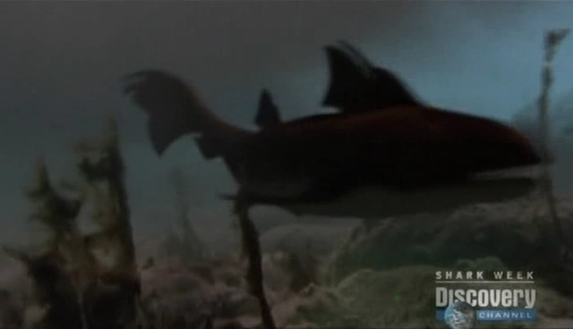 Hybodus | Dinosaur Alive Wiki | Fandom