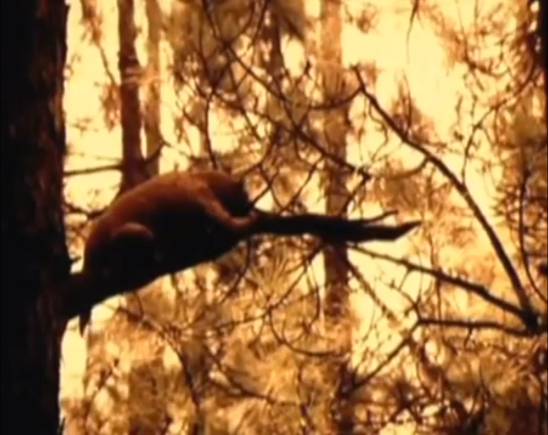 Ursavus | Dinosaur Alive Wiki | Fandom