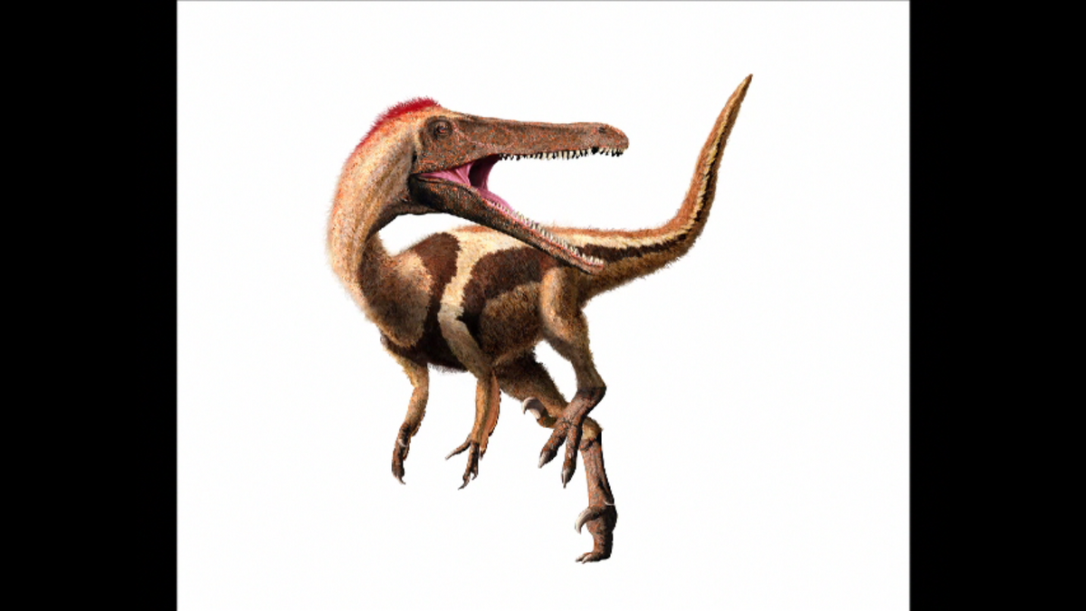 Buitreraptor | Dinosaur Alive Wiki | Fandom