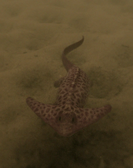 Diplocaulus | Dinosaur Alive Wiki | Fandom