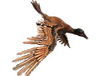 Cathayornis | Dinosaur Alive Wiki | Fandom