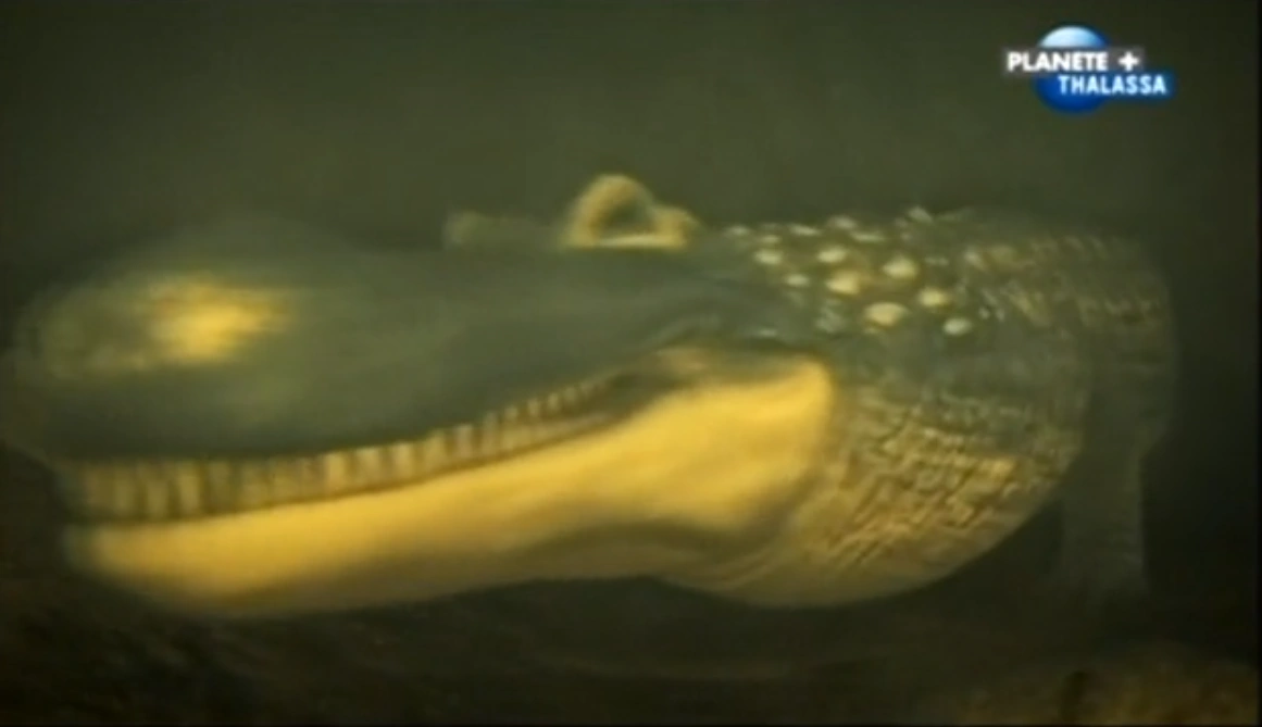 Purussaurus | Dinosaur Alive Wiki | Fandom