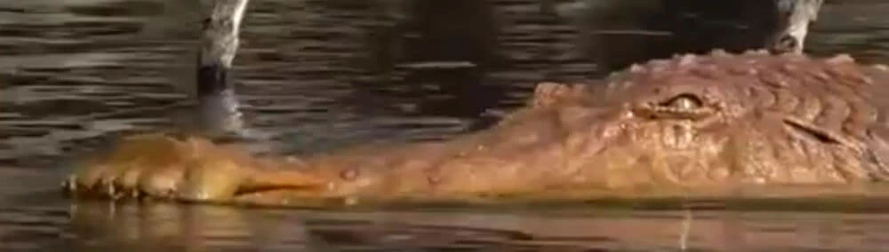 Thoracosaurus | Dinosaur Alive Wiki | Fandom