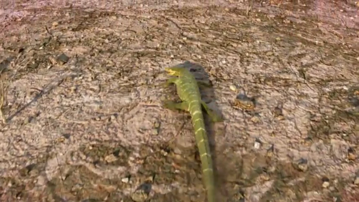 Palaeosaniwa | Dinosaur Alive Wiki | Fandom