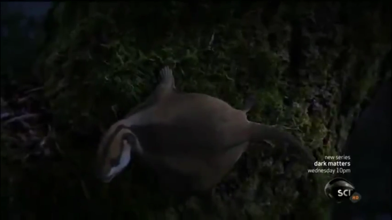 Volaticotherium