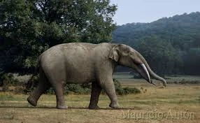 Gomphotherium(Trilophodon) | Wiki Dinosaures | Fandom