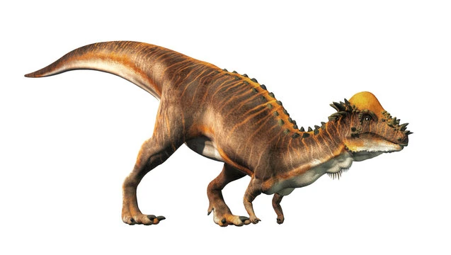 Pachycephalosaurus | Wiki Dinosaures | Fandom