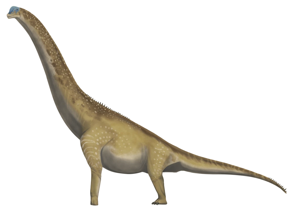 Brachiosaurus | Dinosaurian Database Wiki | Fandom