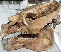 Toxodon | Dino Wiki | Fandom