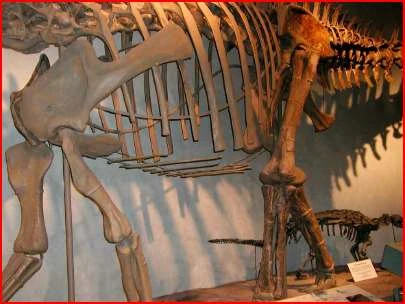 Diplodocus | Dino Wiki | Fandom