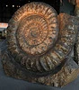 Ammonite | Dino Wiki | Fandom
