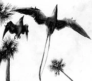 Confuciusornis | Dino Wiki | Fandom