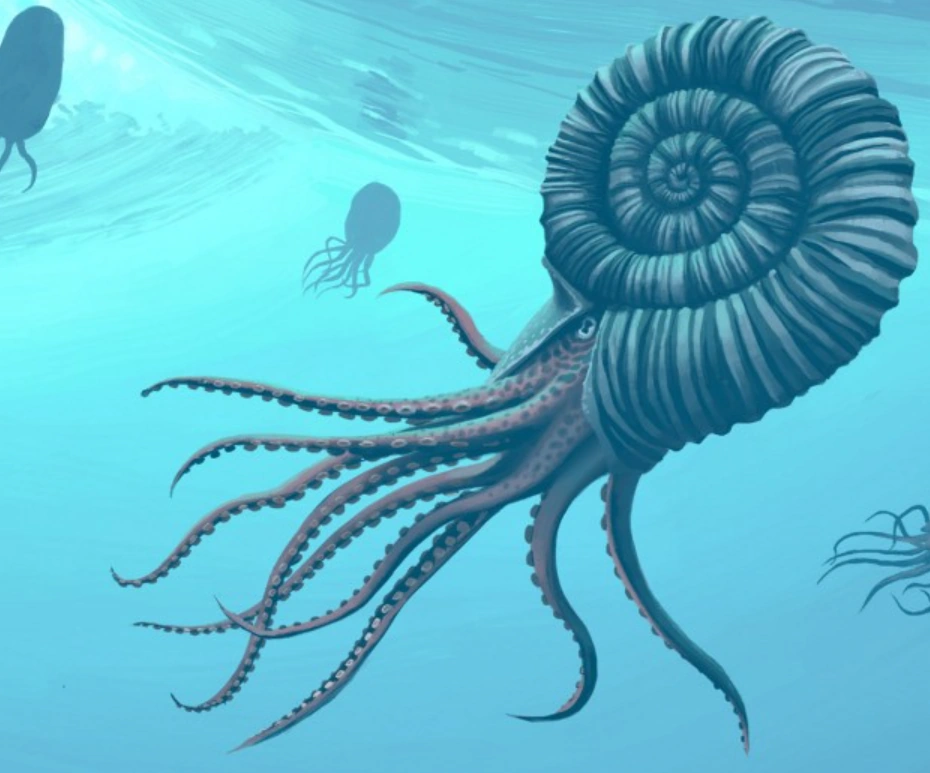 Ammonite | Wiki Dinosaurios SIS4 | Fandom