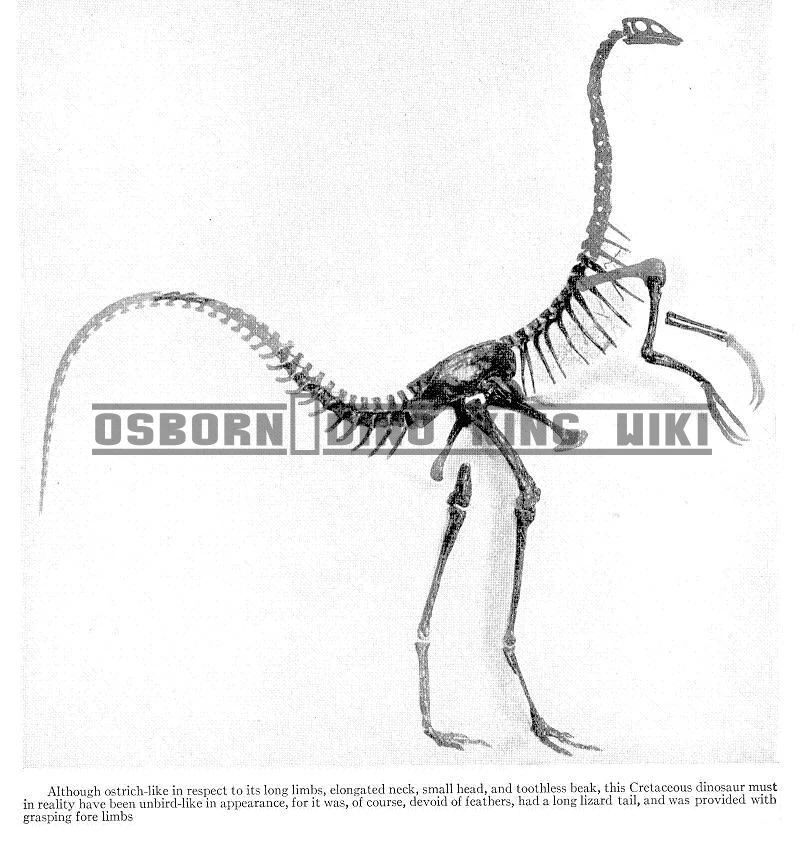 Struthiomimus | Dinosaur King | Fandom
